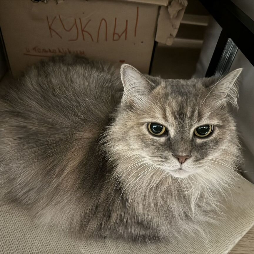 Кошечка "Дымка"