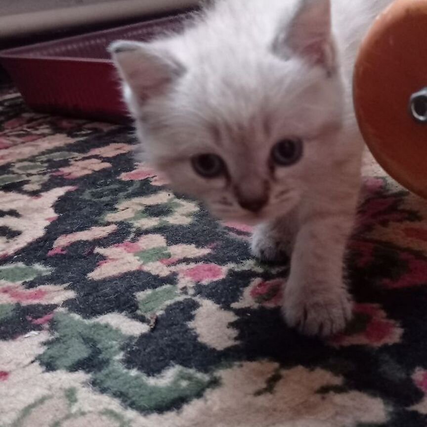 Котик