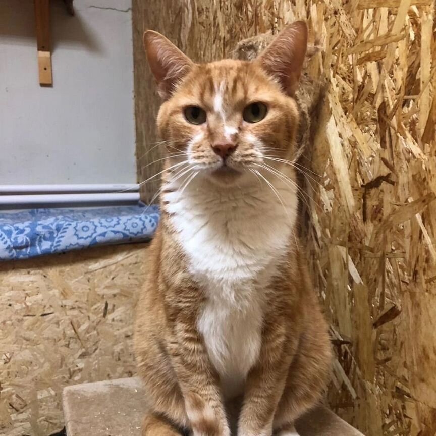 Кот Самсон ищет хозяина. Отдадим в хорошие руки