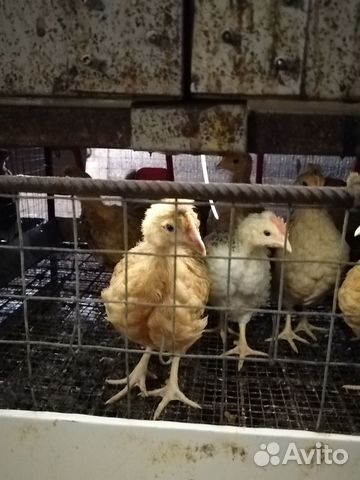 Калуга петушок, курочка суточные и подрощеные