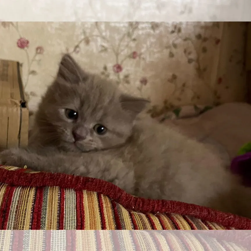 Котенок девочка британка
