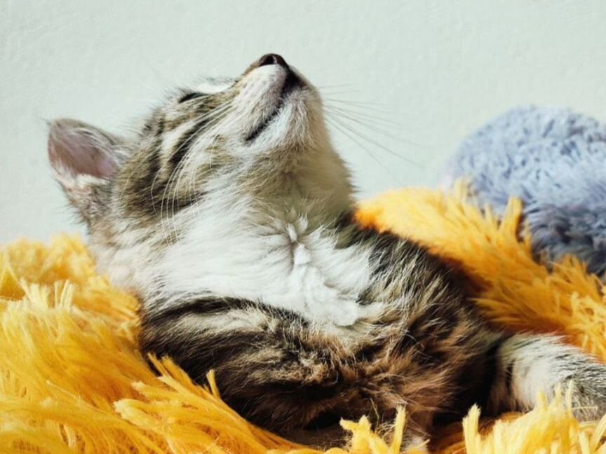 Котенок мальчик ищет семью