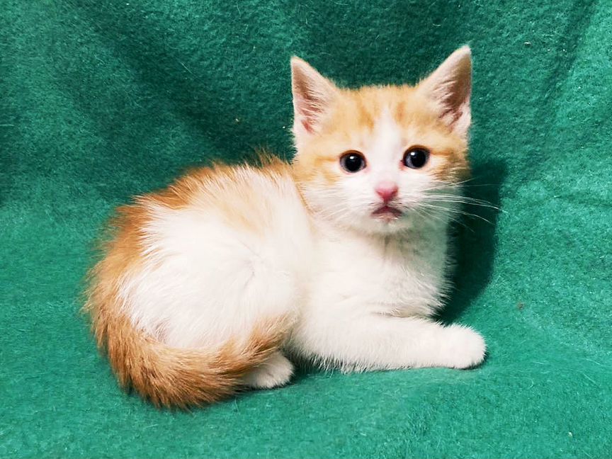 Котенок Коржик 1,5 мес
