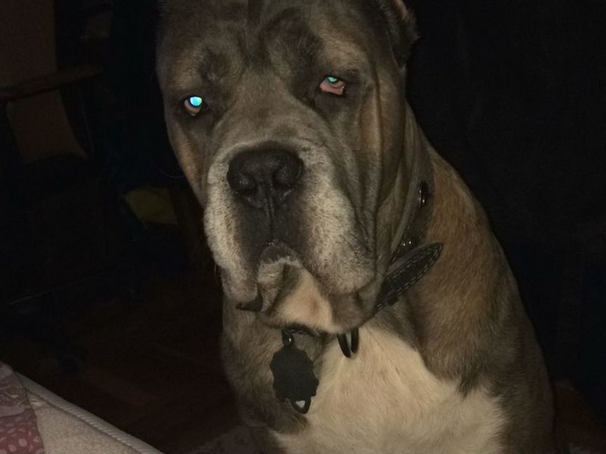 Кане корсо вязка