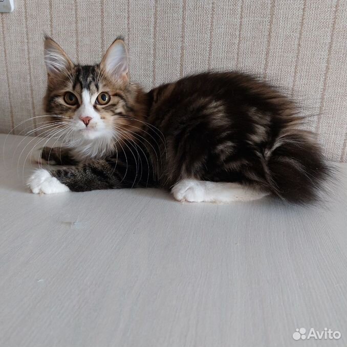 Котик Феникс