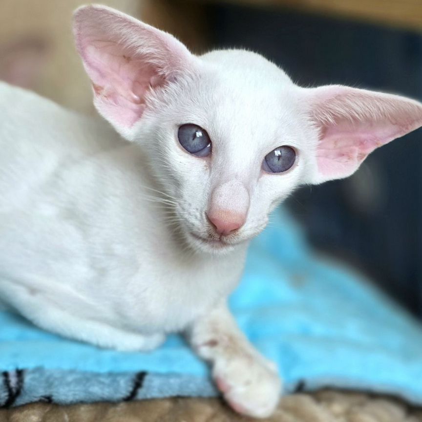 Ориентальный котёнок
