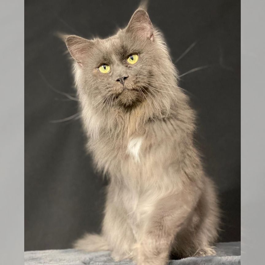 Мейн-кун, взрослый кот