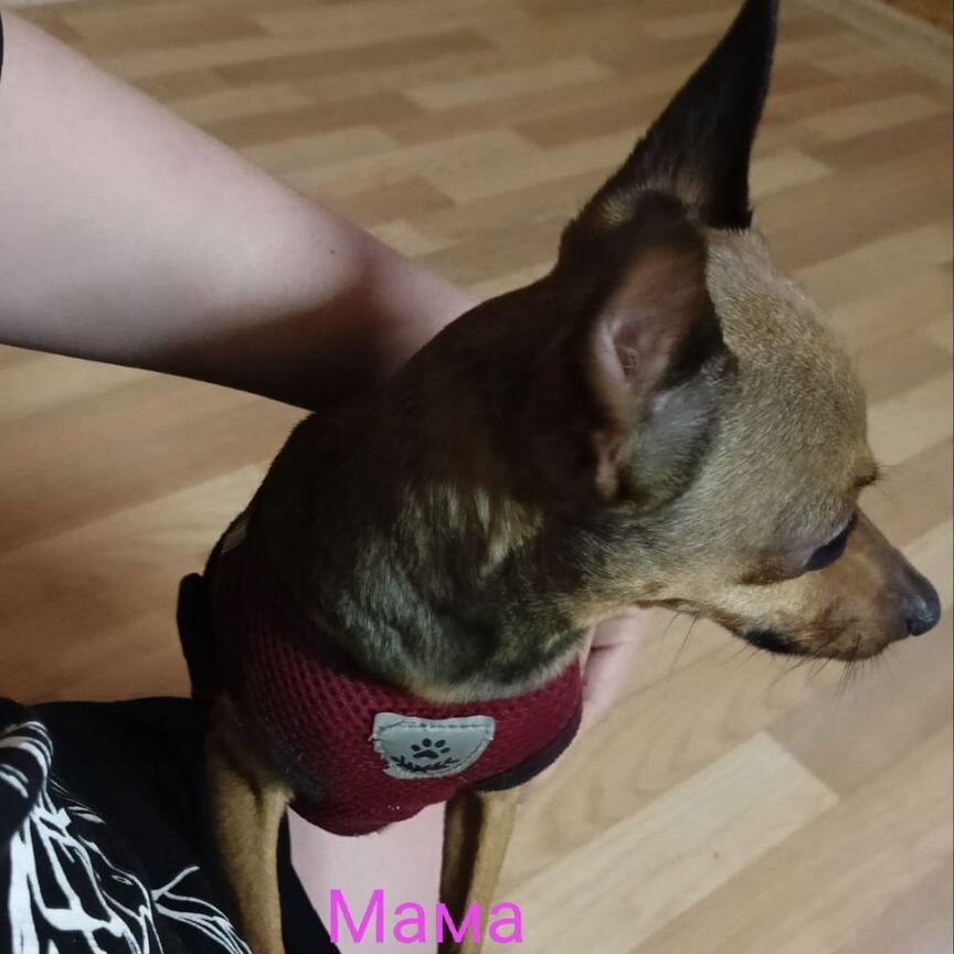 Русский той-терьер, щенок