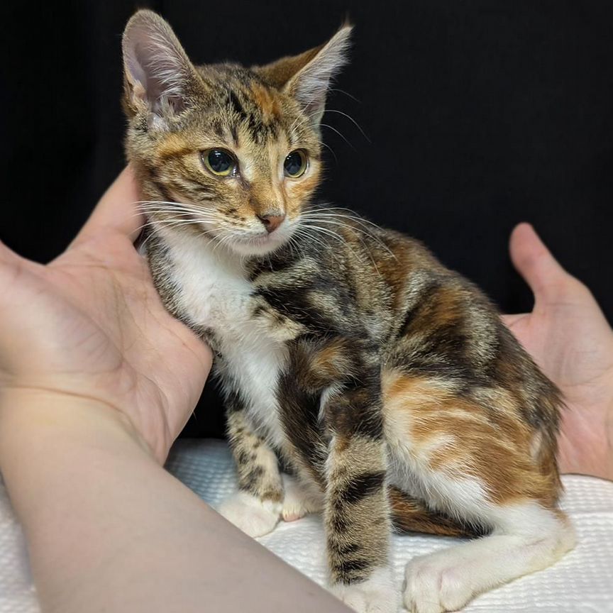 Котёнок с необычным окрасом в добрые руки