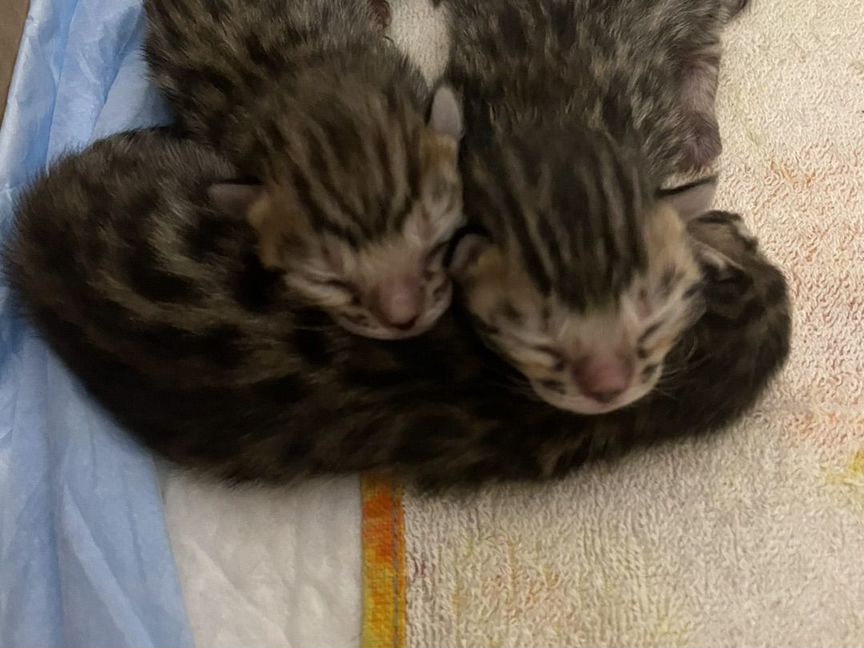 Бенгальская