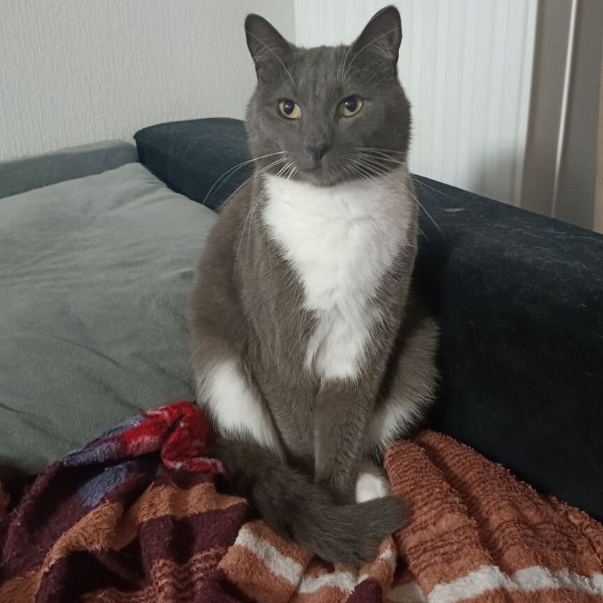 Взрослый кот в добрые руки