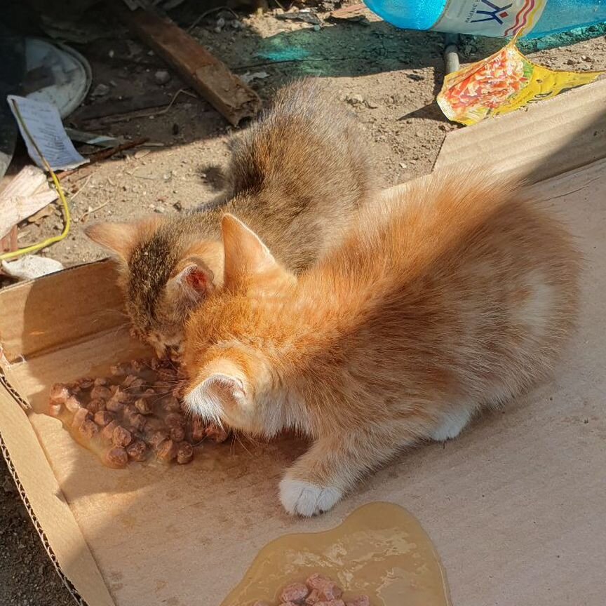 2 котёнка в добрые руки