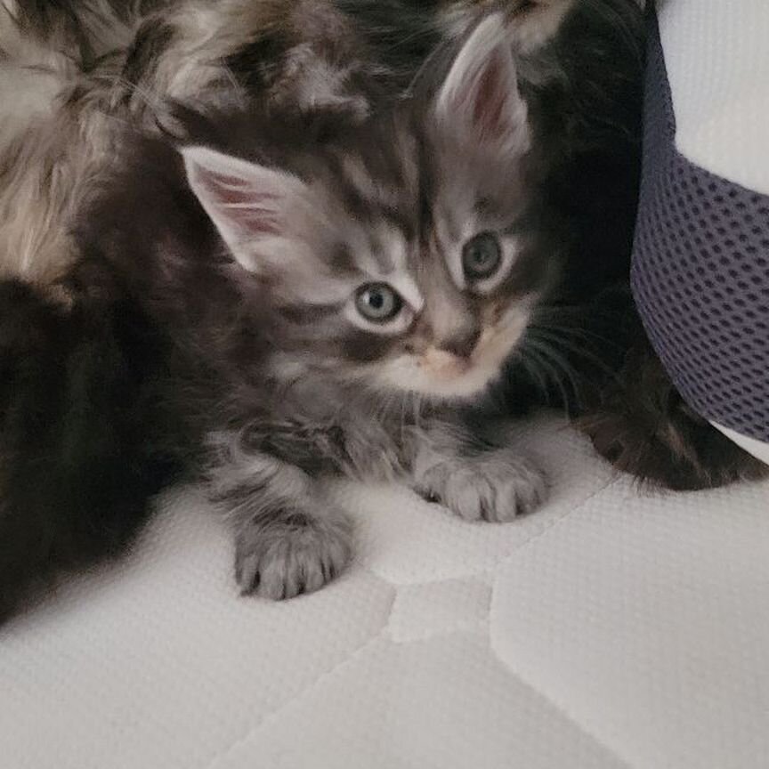 Котята мейн кунята