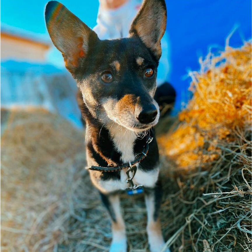 Взрослая собака в добрые руки