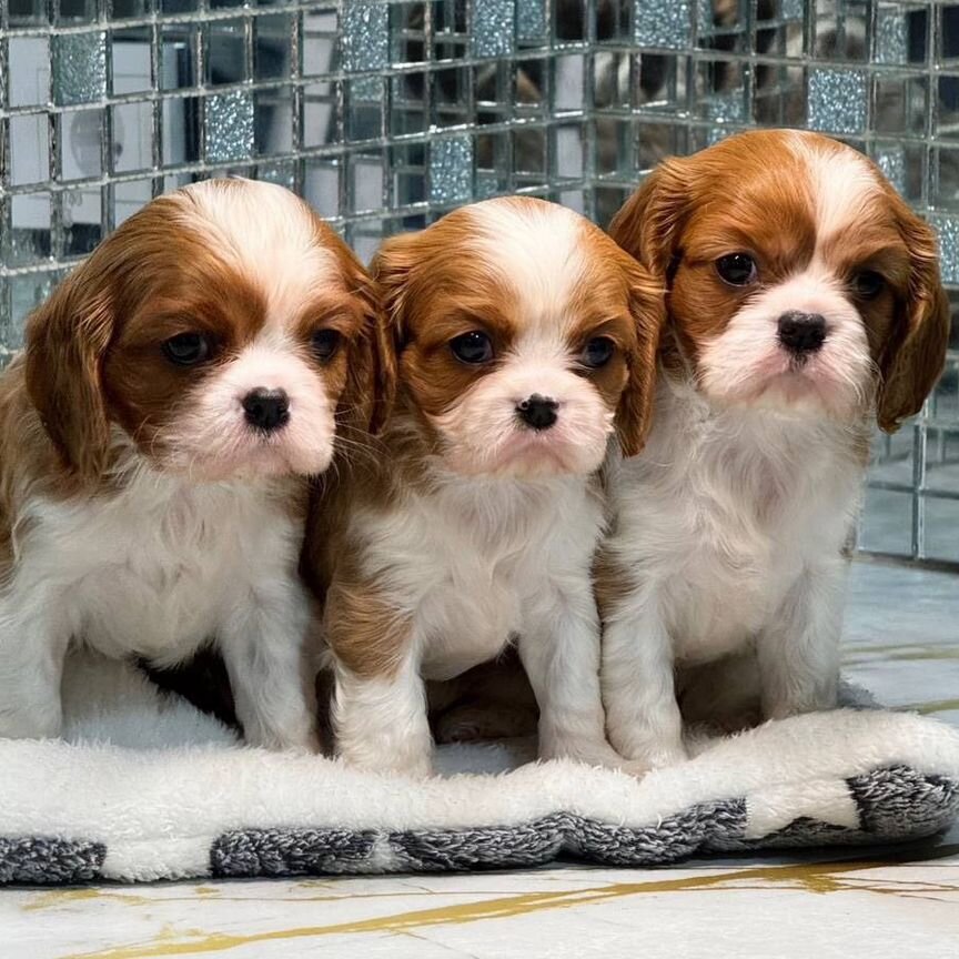 Кавалер кинг-чарльз-спаниель, щенок