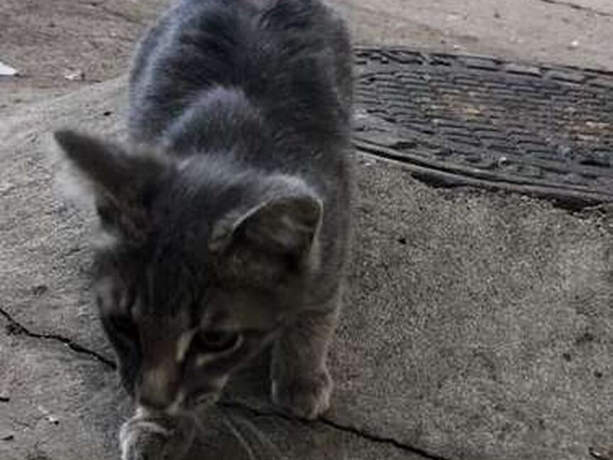 Очень красивый котенок в опасности