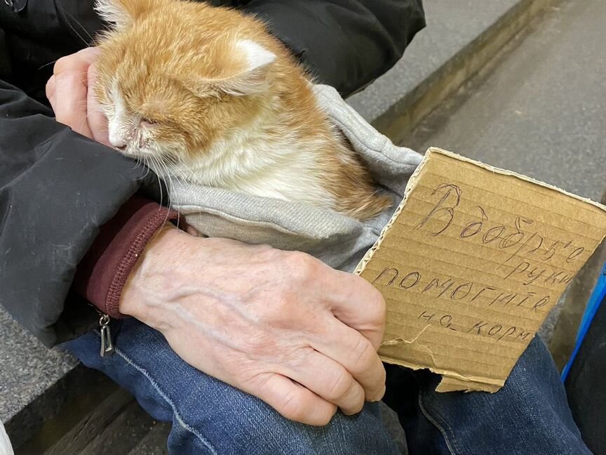Рыжий котенок в добрые руки