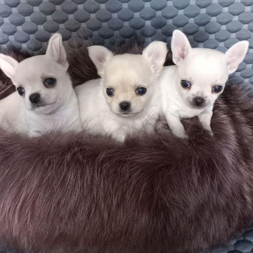 Чихуахуа, щенок