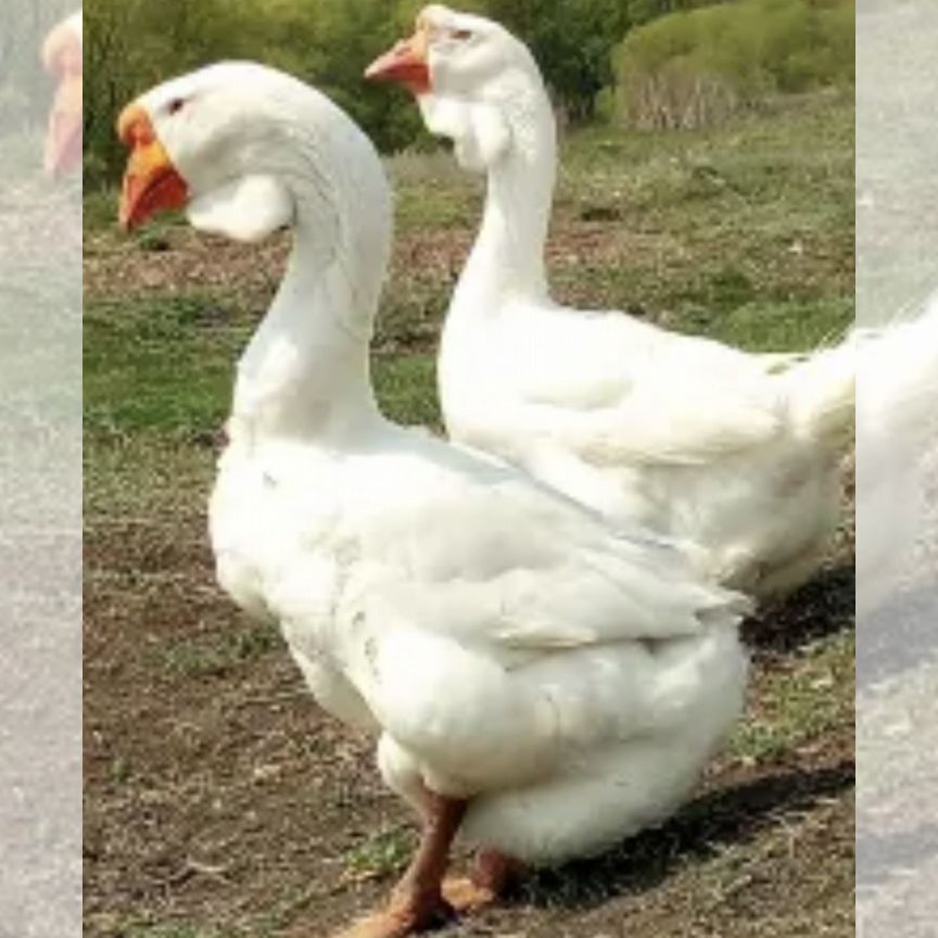 Холмогорские гуси