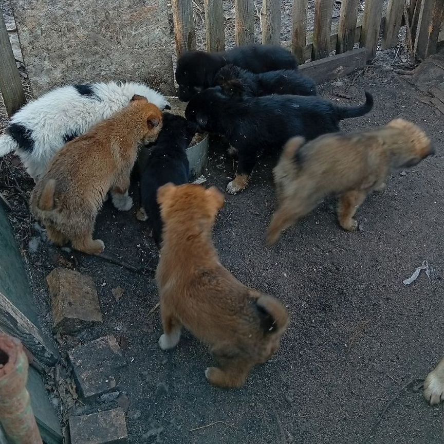 Щенок в добрые руки