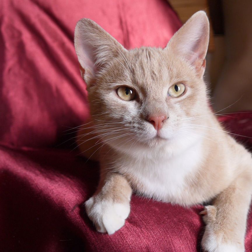Котик