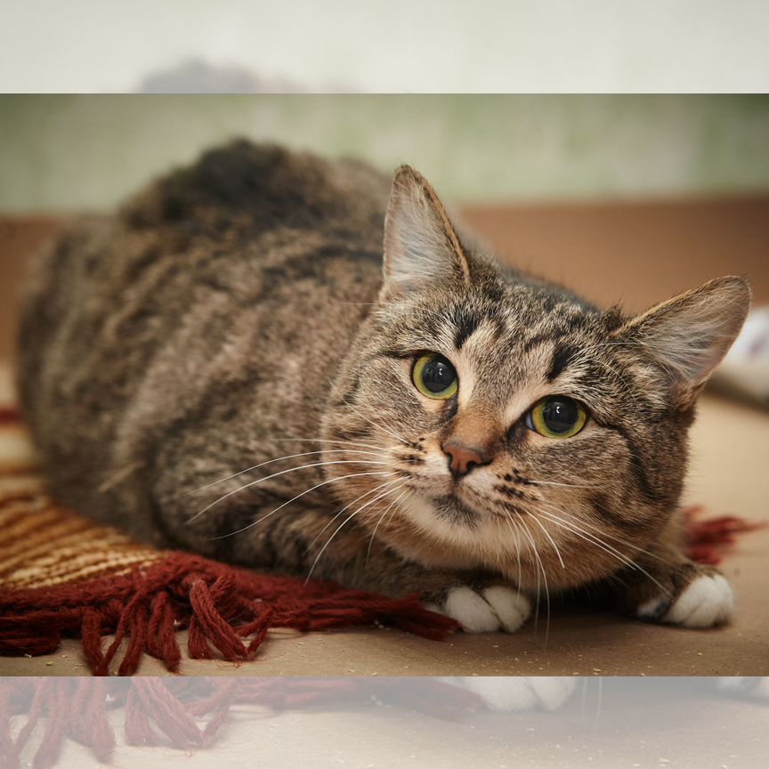 Кошечка Мама 2 года ищет дом