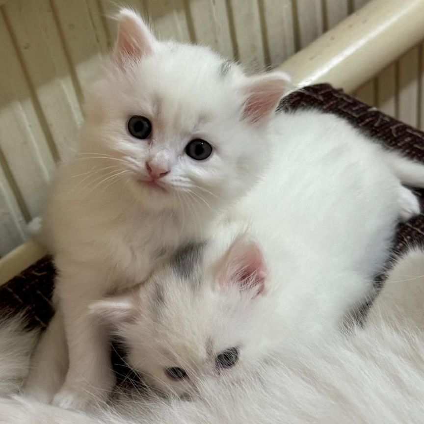 Котята в добрые руки бесплатно