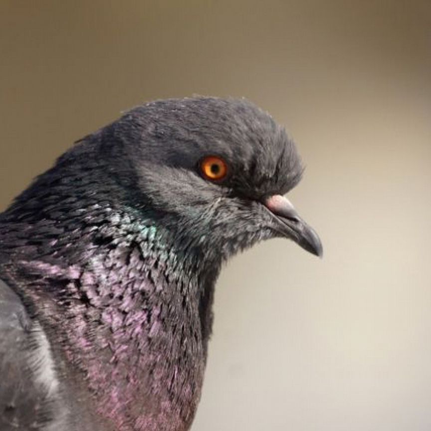 Голубь. Ищет хозяина и пмж:)