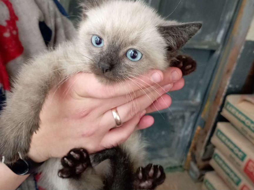 Сиамский кот
