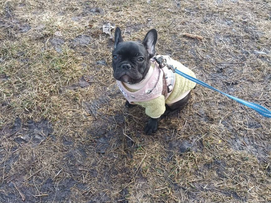 Французский бульдог