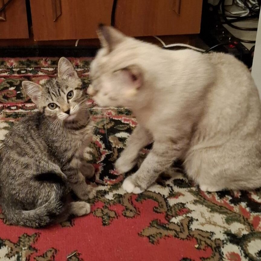 Сиамский котёнок