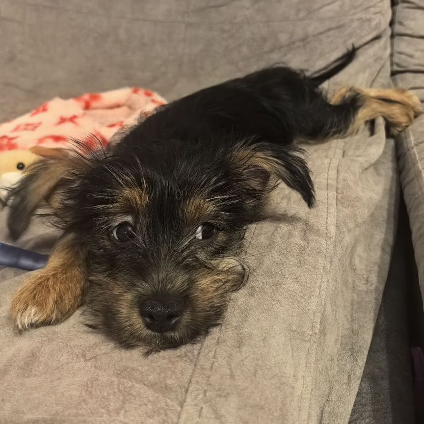 Йоркширский терьер, щенок