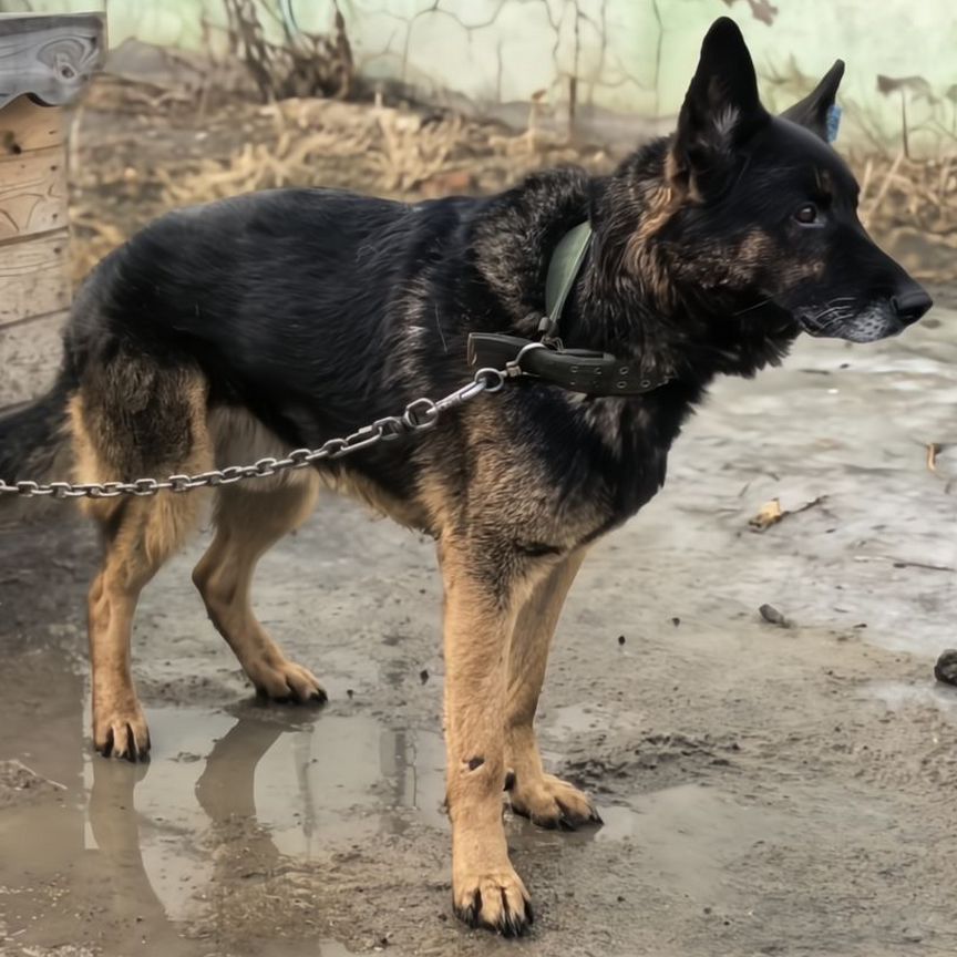 Немецкая овчарка, взрослый пёс