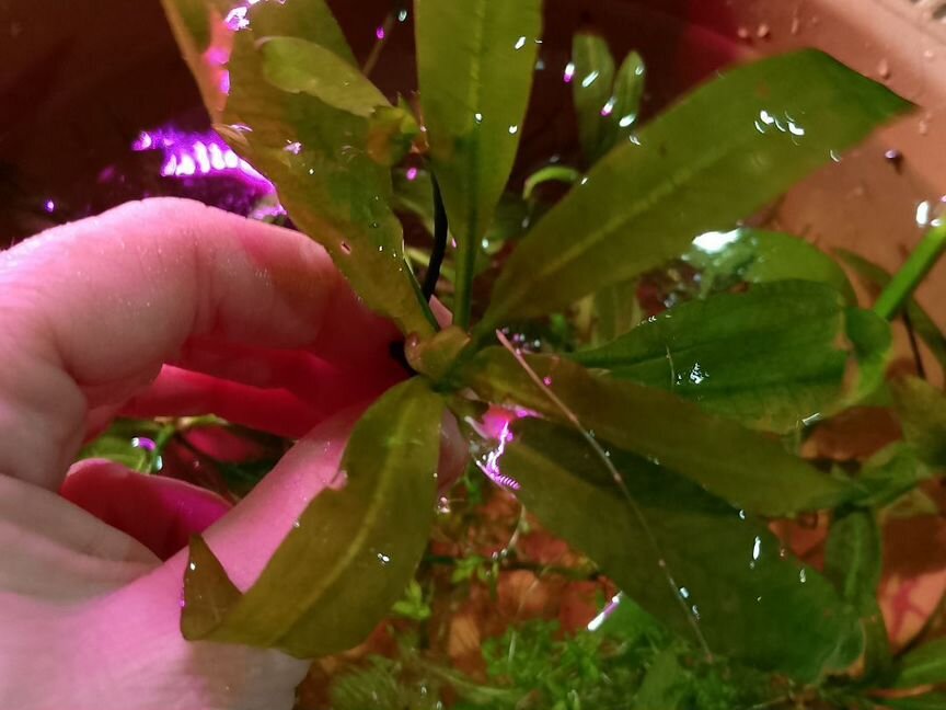 Амазонский эхинодорус