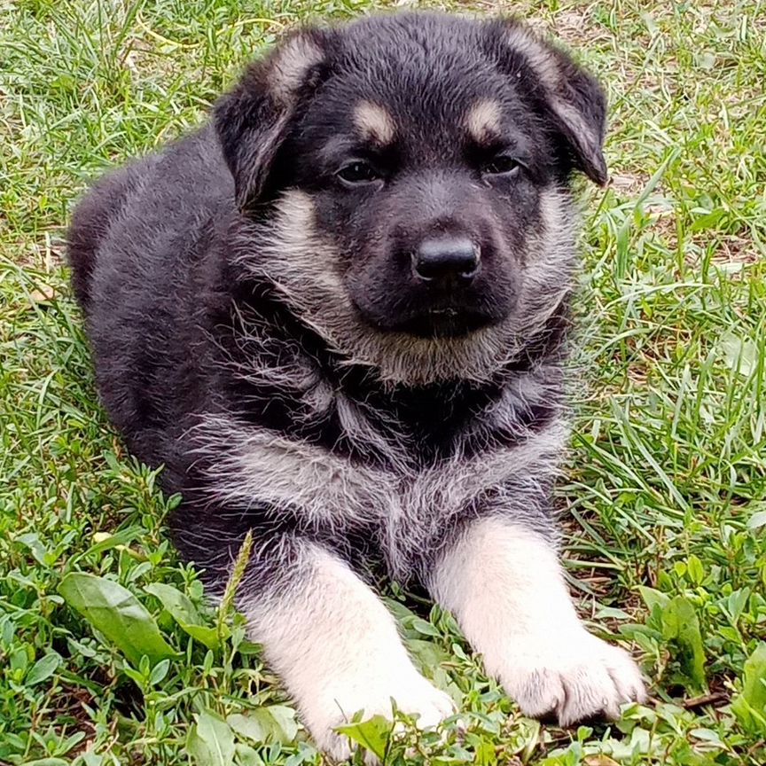 Востчно Европейская овчарка