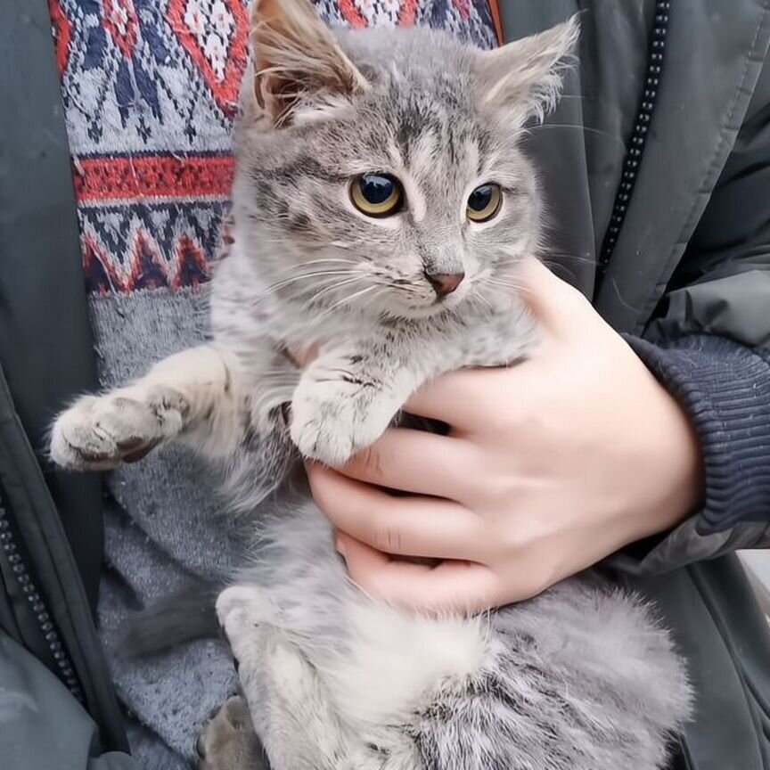 Котёнок в добрые руки
