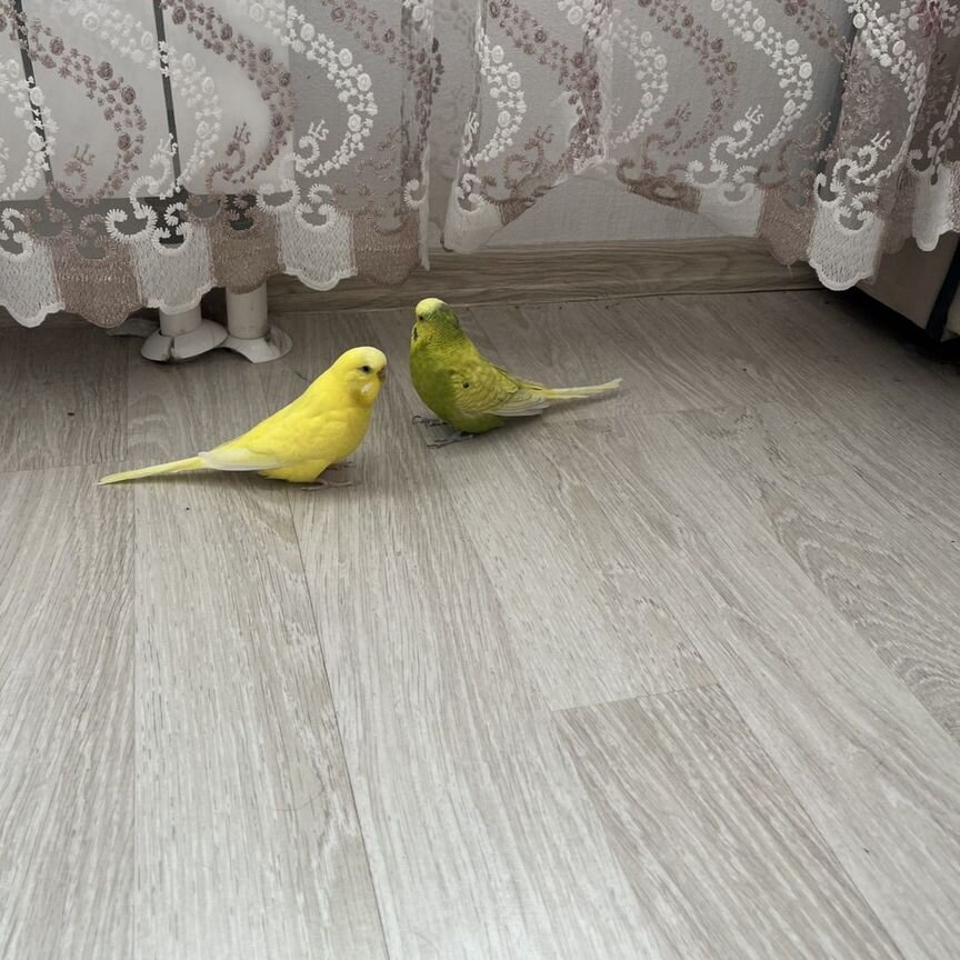 Волнистый попугай с клеткой в дар