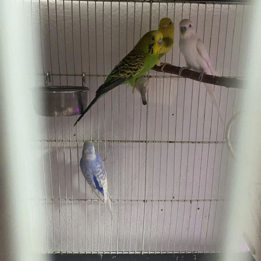 Волнистый попугай