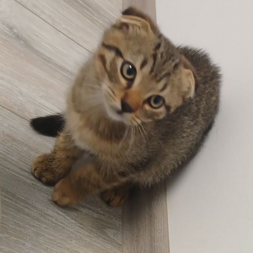 Веслоухий котёнок в добрые руки