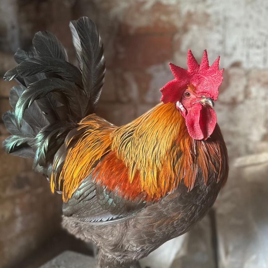 Петух домашний