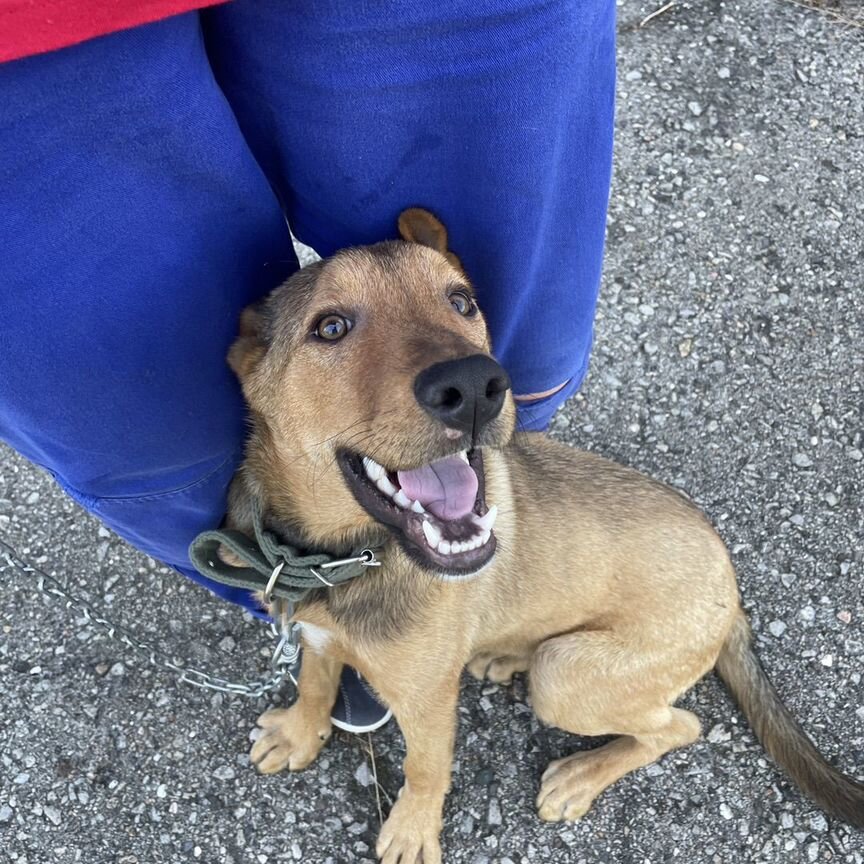 Юного Босика подкинули к предприятию