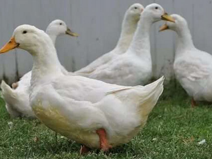 Утята чери велли