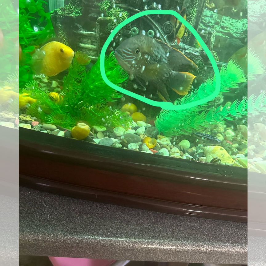 Продам две акары