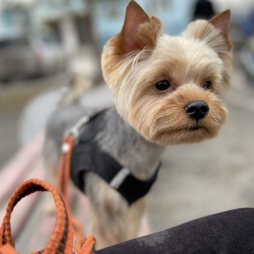 Йоркширский терьер ищем невесту