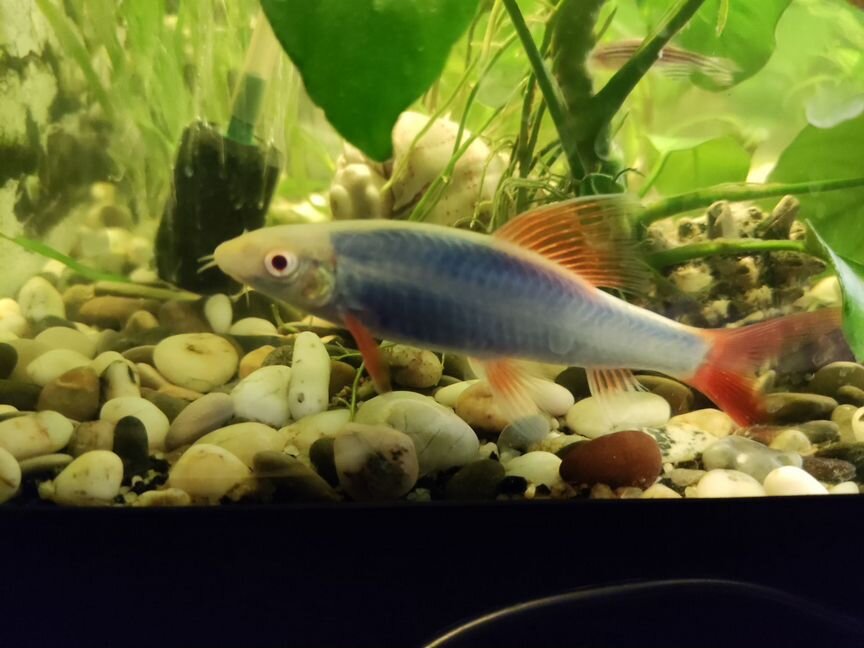 Лабео Glo розовый и синий