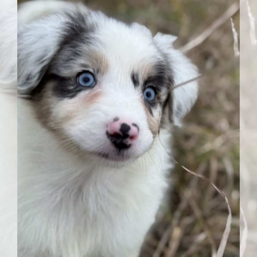 Австралийская овчарка, щенок