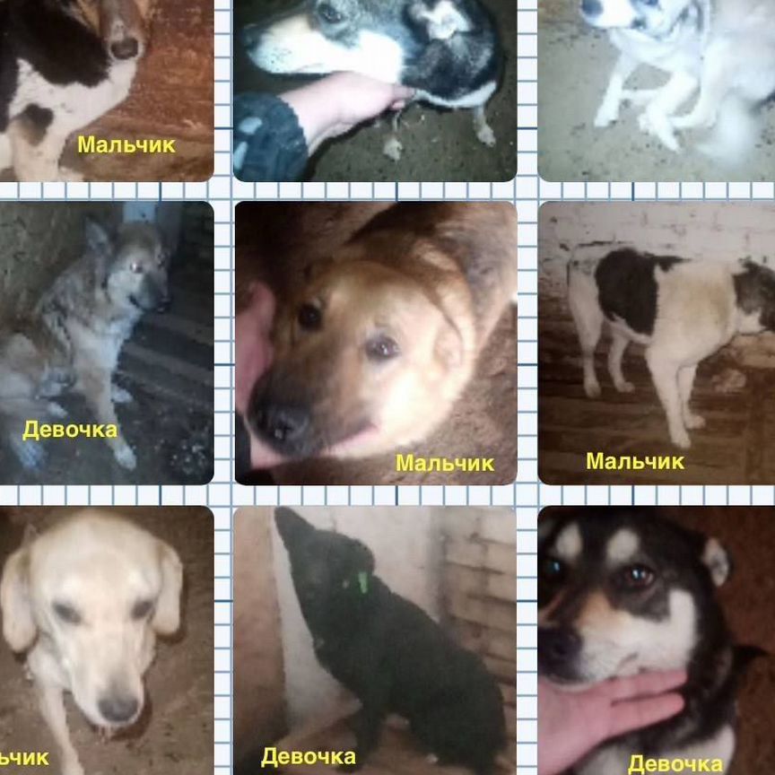 Взрослый пёс в добрые руки