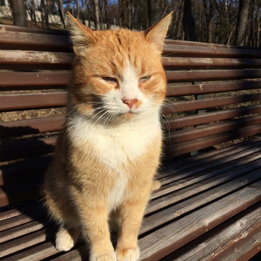 Котик в добрые руки