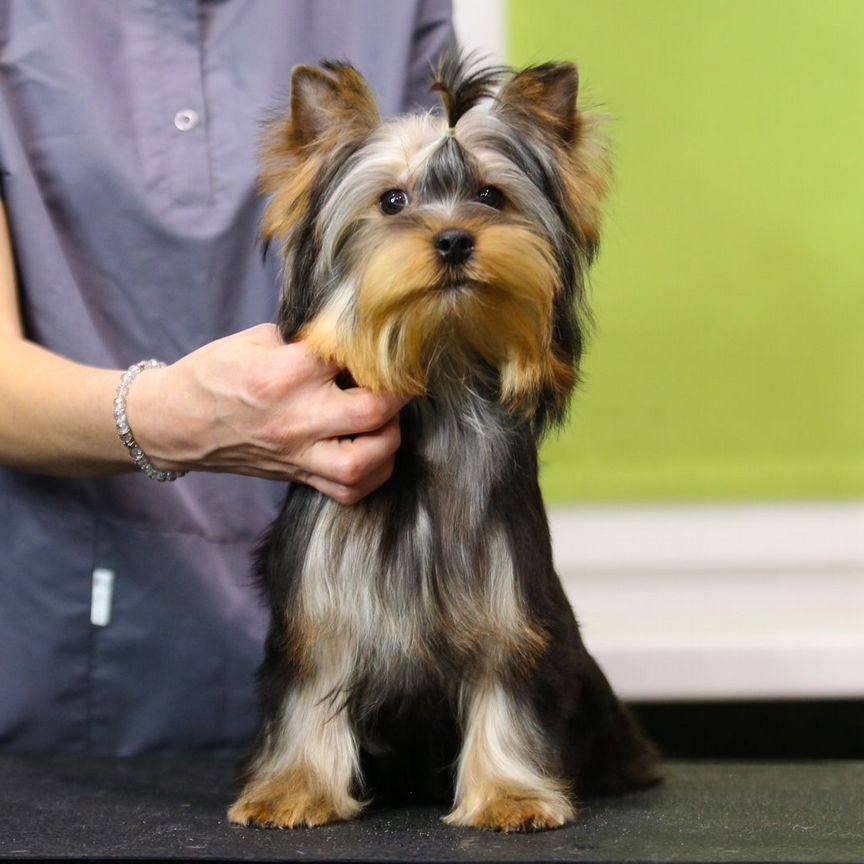 Йоркширский терьер