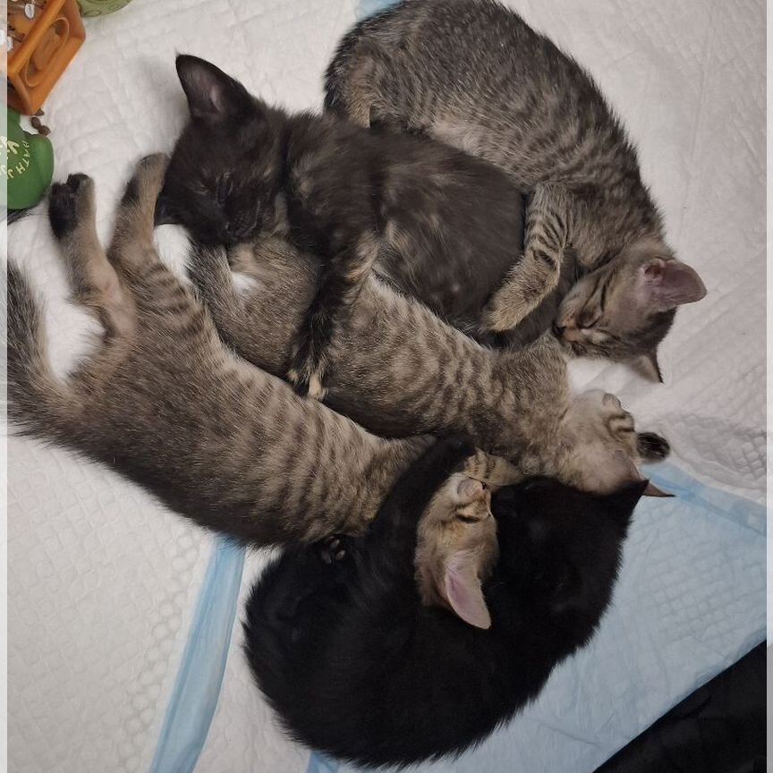 Сибирский котёнок